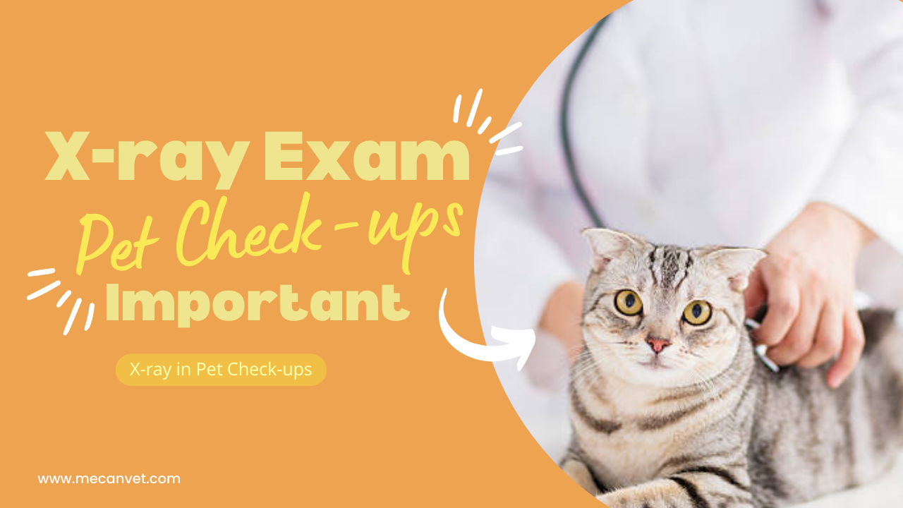 How Important X-ray Examinations in Pet Check-ups